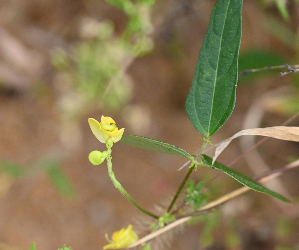 smallest bean (Vigna minima) - Botanical Realm