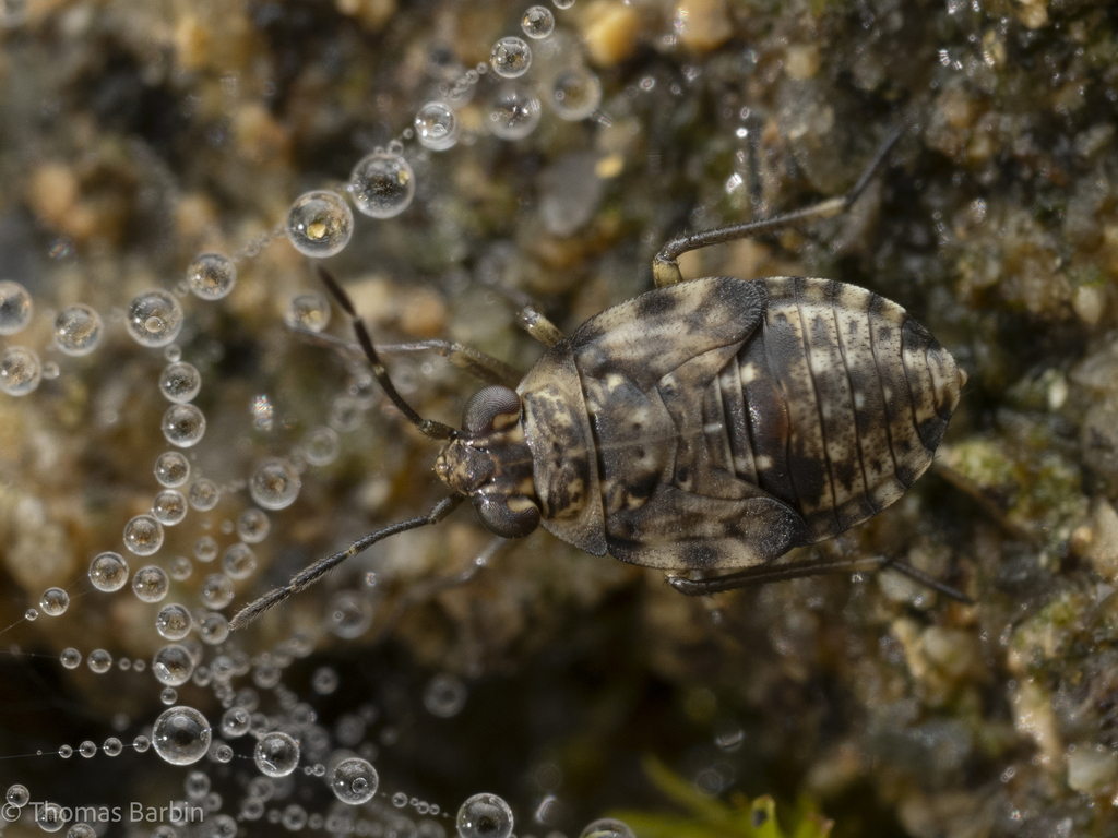 Shore bugs from Capital Regional District, BC, Canada on September 12 ...