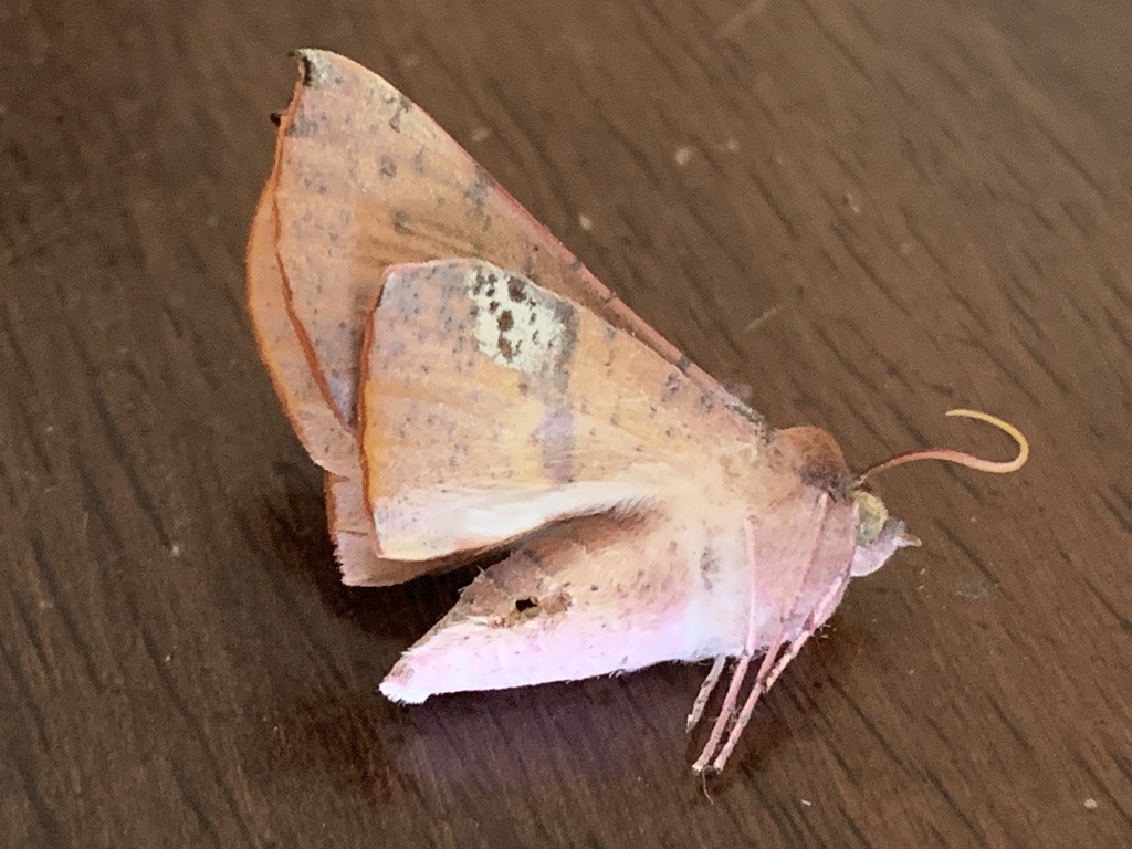 Pink-bellied Moth from Rymill Pl, Mawson, ACT, AU on September 13, 2024 ...