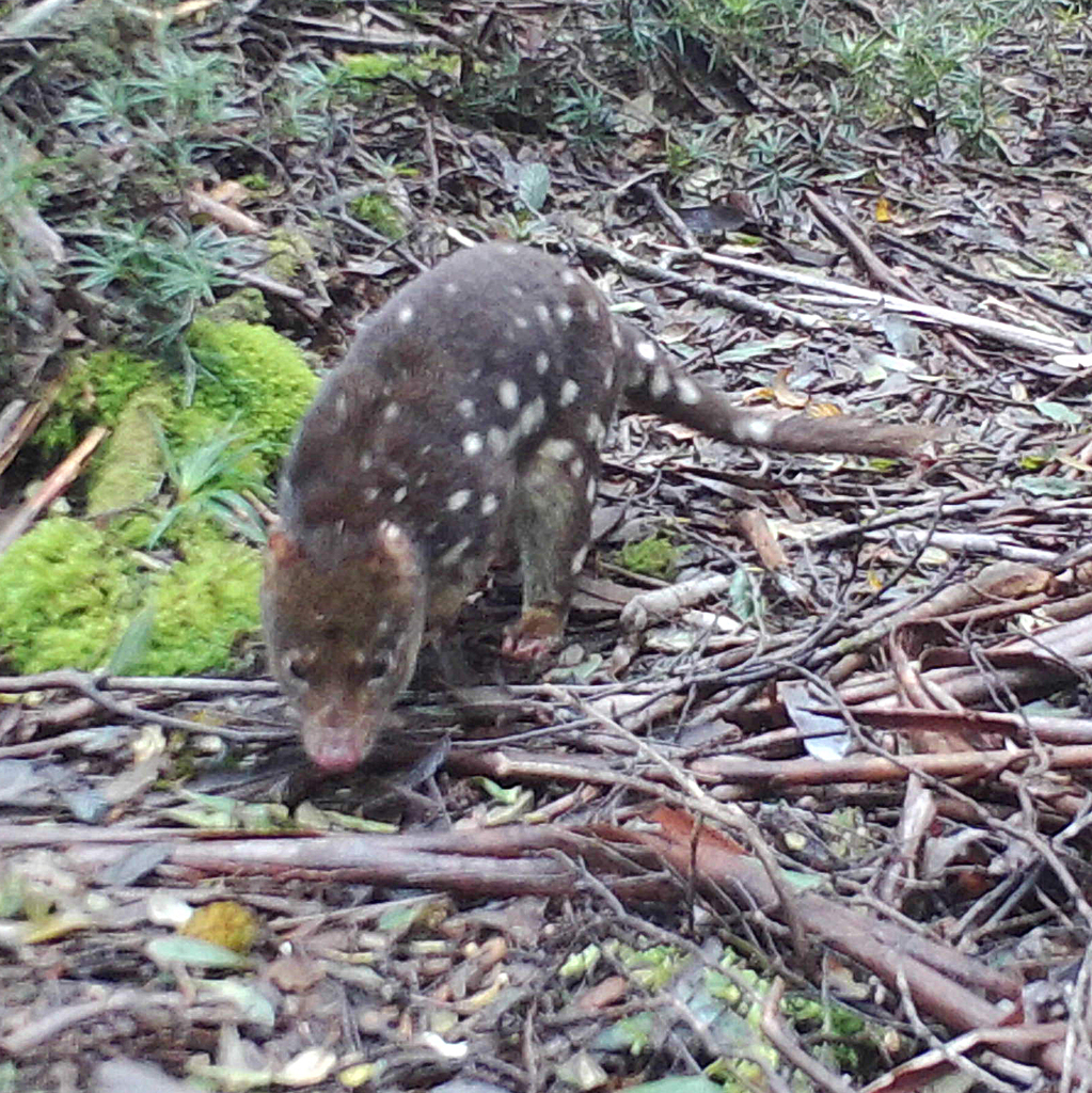 Spotted-tailed Quoll from Loongana TAS 7315, Australia on September 3 ...