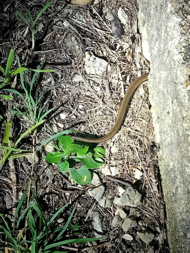 Snakes from Belmopan, Belize on September 12, 2024 at 07:55 PM by folix ...