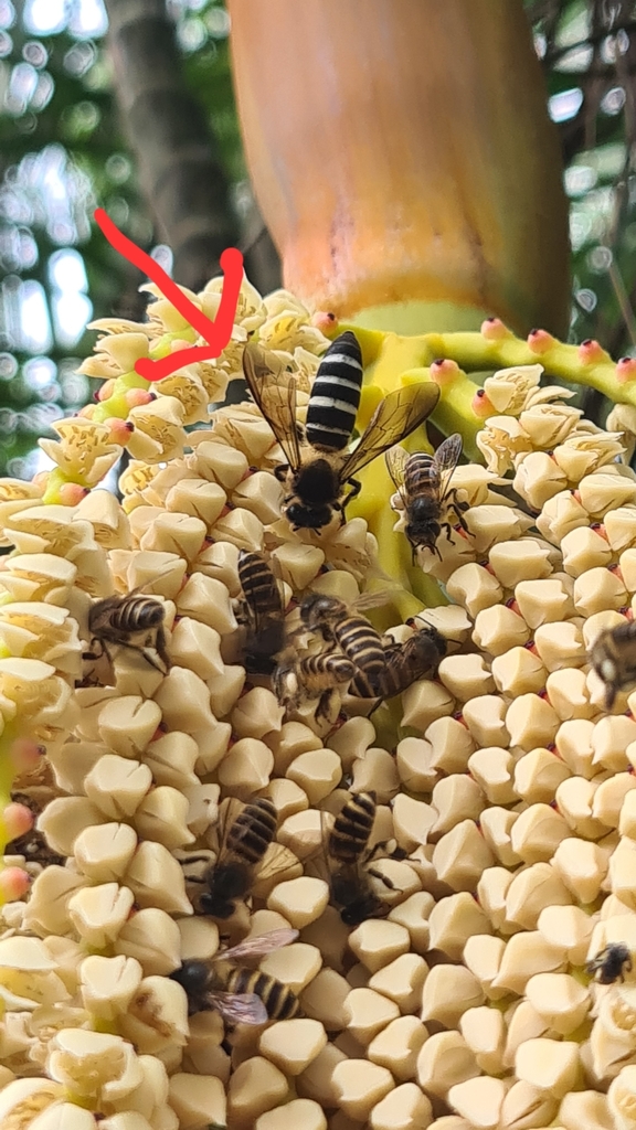Philippine Giant Honey bee from Imelda Village, Baguio, Benguet ...