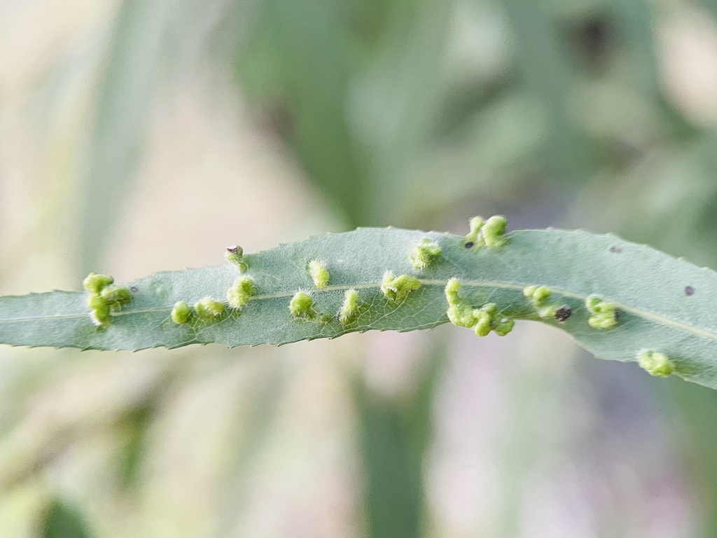 Willow Bead Gall Mite from 奥林匹克森林公园, 北京市, CN on September 11, 2024 at ...