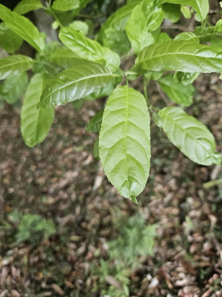 Claoxylon australe from Mount Glorious QLD 4520, Australia on September ...