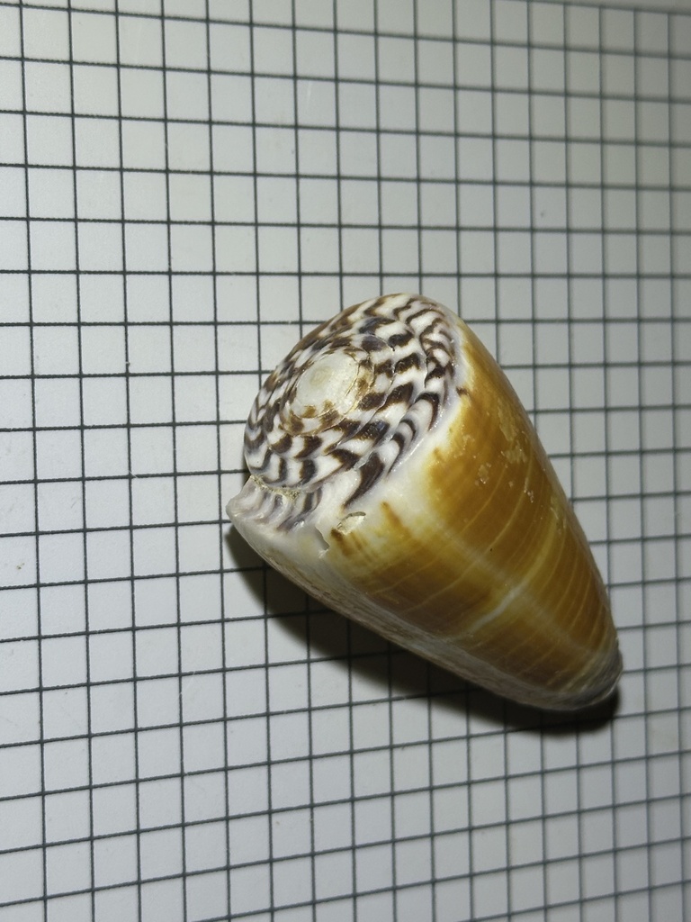 Conus from Red Sea, Tabuk Region, SA on September 12, 2024 at 09:47 PM ...