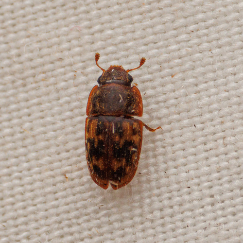 Cryptarcha australis · iNaturalist