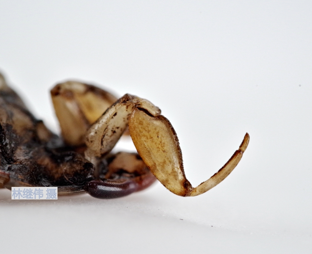 Diplonychus rusticus from Changsha, CN-HN, CN on September 13, 2024 at ...