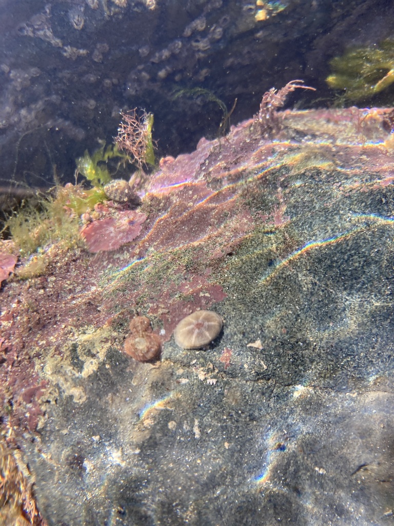 Gem Anemone from Jersey, St Ouen, Jersey, GB on September 13, 2024 at ...