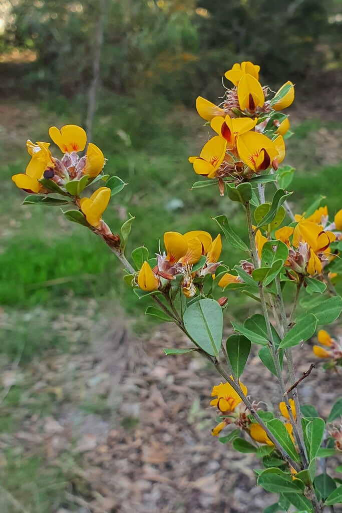 Large-leaf Bush Pea in September 2024 by Garry French · iNaturalist