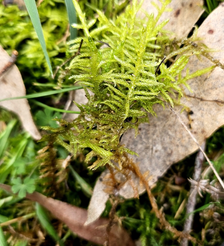 Neat Feather-moss from Park Dr/Belgrave-Hallam Rd, Belgrave VIC 3160 ...