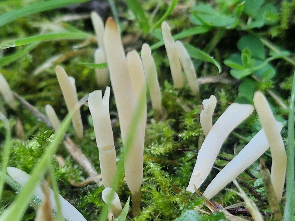 Pointed Club from Pottery, Pilling, Preston PR3 6HB, UK on September 13 ...