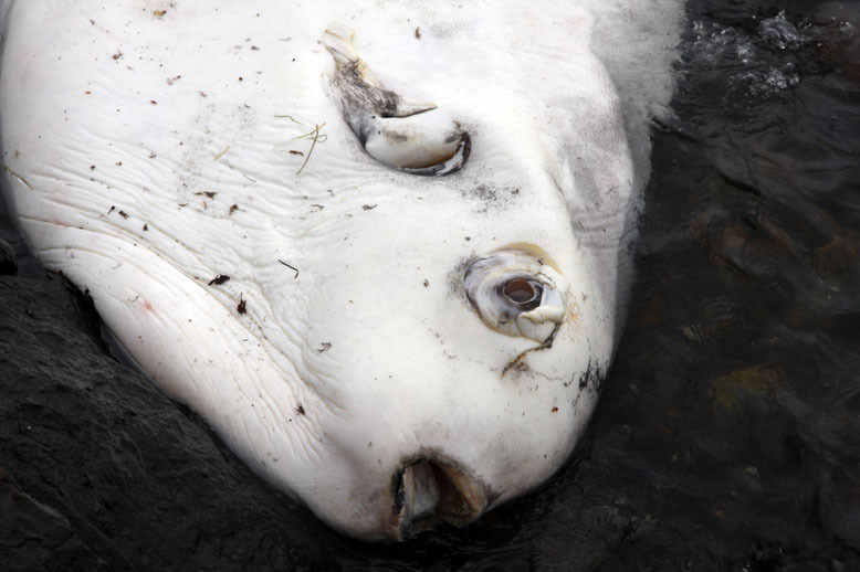 Hoodwinker Mola from Otago, New Zealand on February 21, 2009 at 10:59 ...
