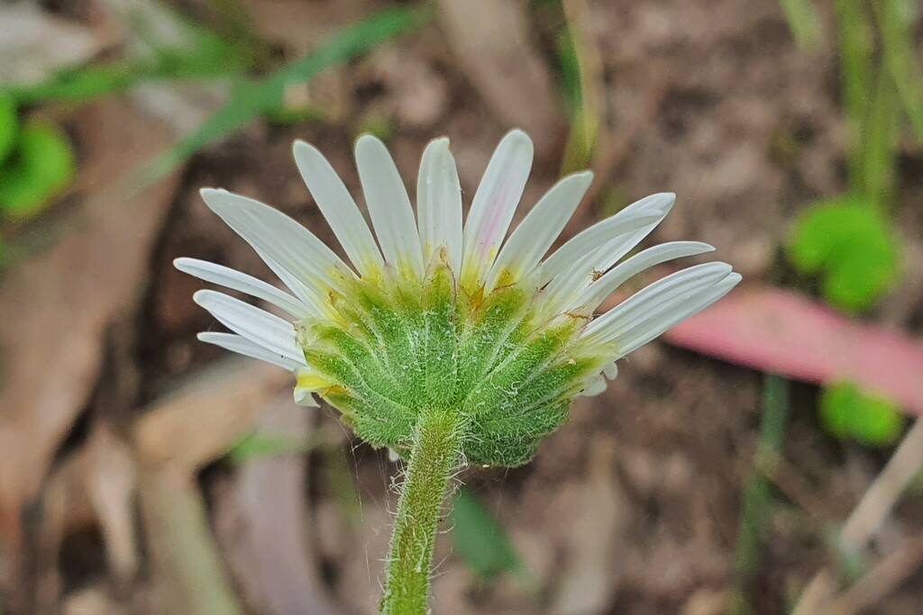 Tall Daisy from Melbourne VIC, Australia on September 6, 2024 at 12:15 ...