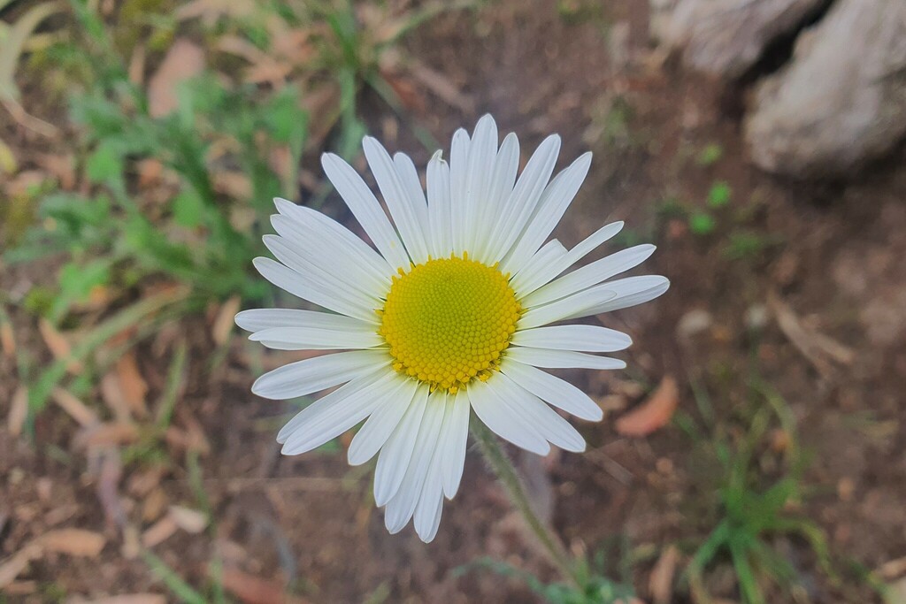 Tall Daisy from Melbourne VIC, Australia on September 13, 2024 at 10:20 ...