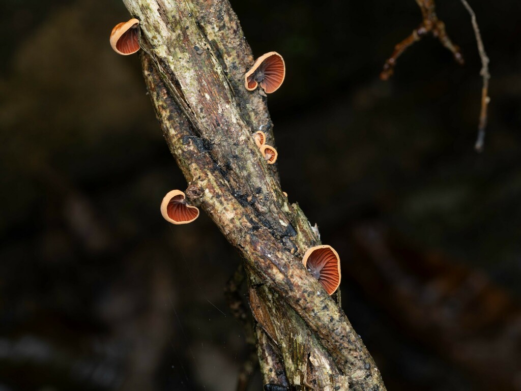 Anthracophyllum nigritum from 中国浙江省杭州市临安区 on August 30, 2024 at 09:28 ...
