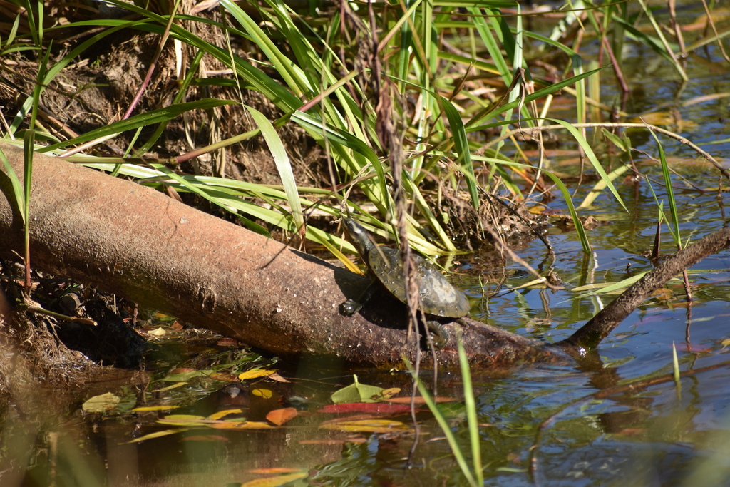 Krefft's River Turtle from Cattana Wetlands, Smithfield, QLD, AU on ...
