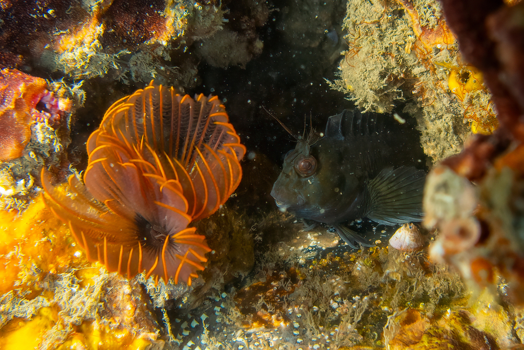 (Hypleurochilus bananensis) - Marine Life Identification