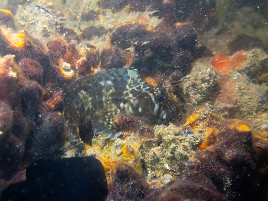 (Hypleurochilus bananensis) - Marine Life Identification