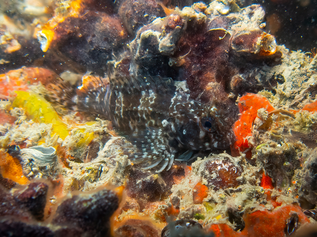 (Hypleurochilus bananensis) - Marine Life Identification