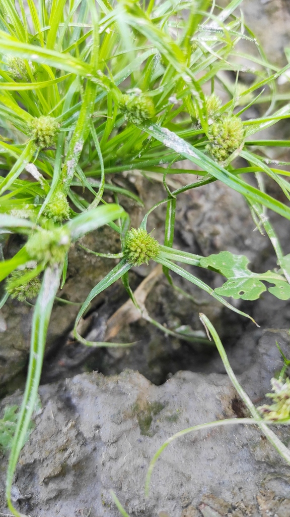 Cyperus michelianus from Dunabogdány, 2023 Magyarország on September 01 ...