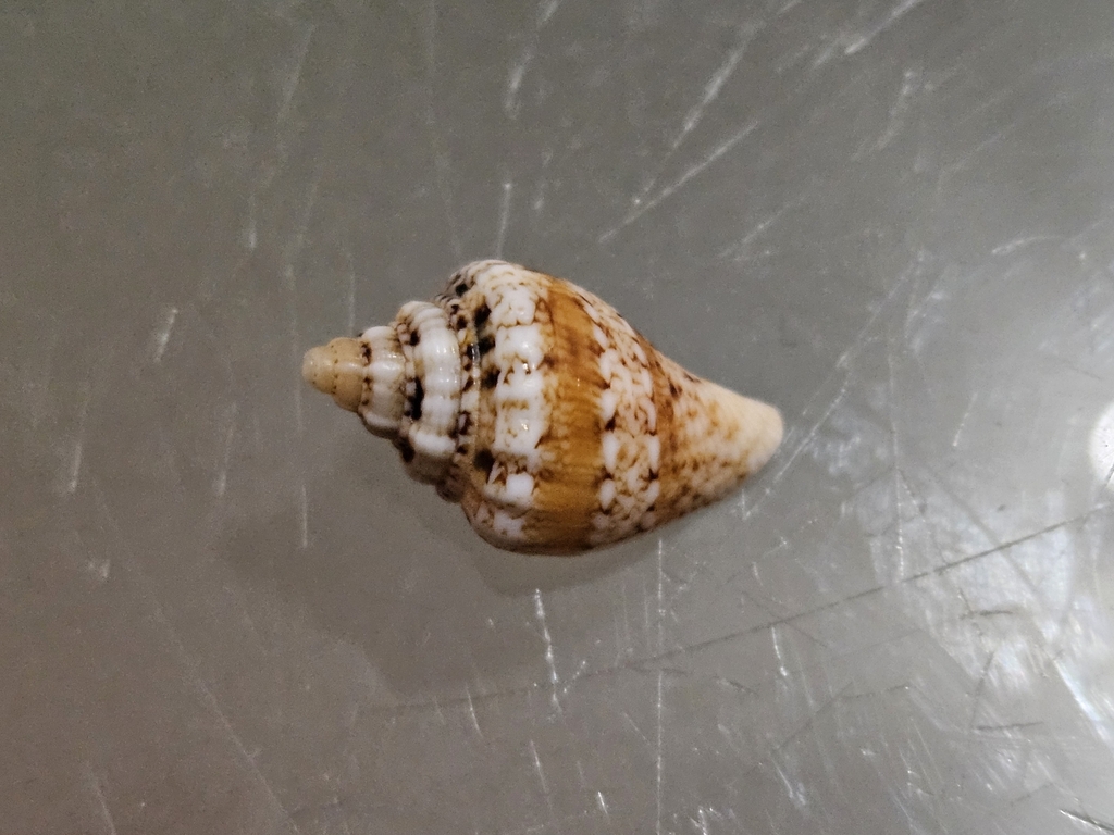 Variable Stromb from Shell Cove NSW 2529, Australia on August 17, 2024 ...