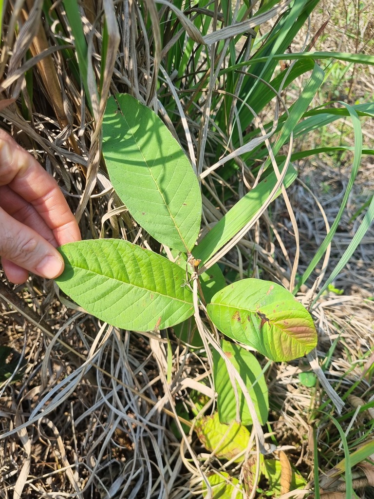 Common guava from Etete, Ballito, 4431, South Africa on September 11 ...