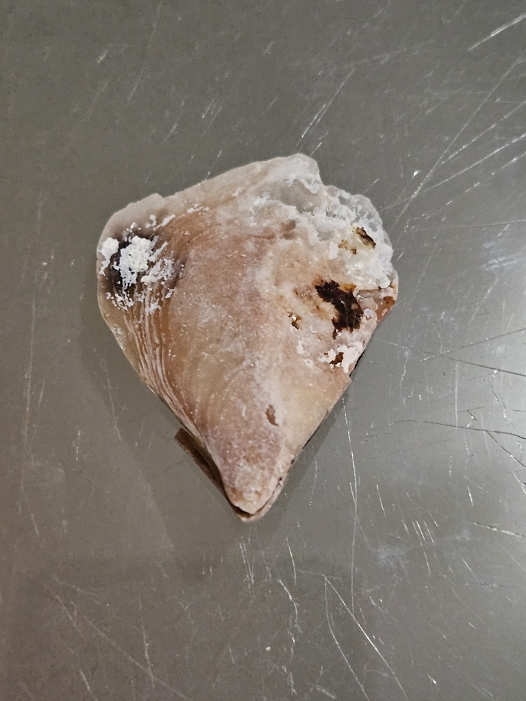 Baggy Pen Shell from Shell Cove NSW 2529, Australia on August 17, 2024 ...