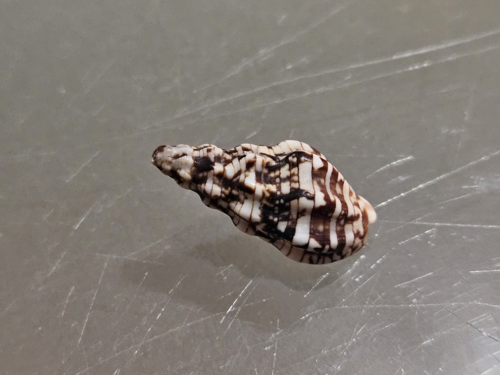 Ribbed Buccinum Whelk from Shell Cove NSW 2529, Australia on August 17 ...