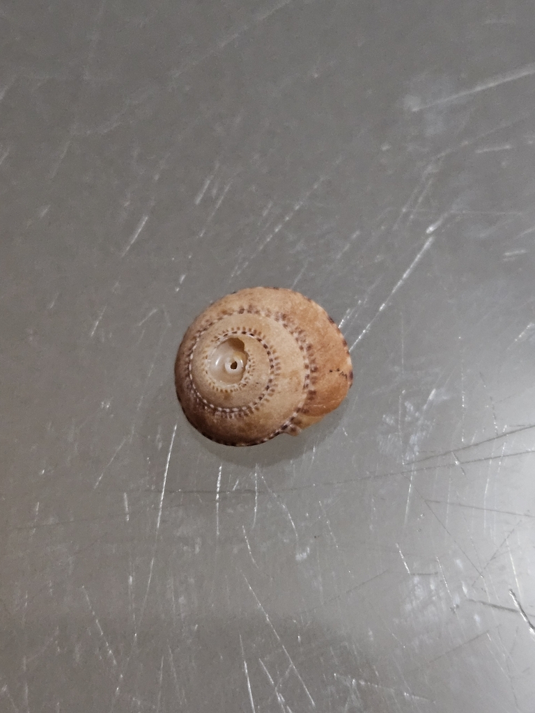 Philippia lutea from Shell Cove NSW 2529, Australia on August 17, 2024 by michaeln05 · iNaturalist