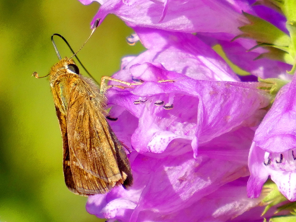 Huron Sachem from Benson, MD 21047, USA on September 9, 2024 at 05:01 ...