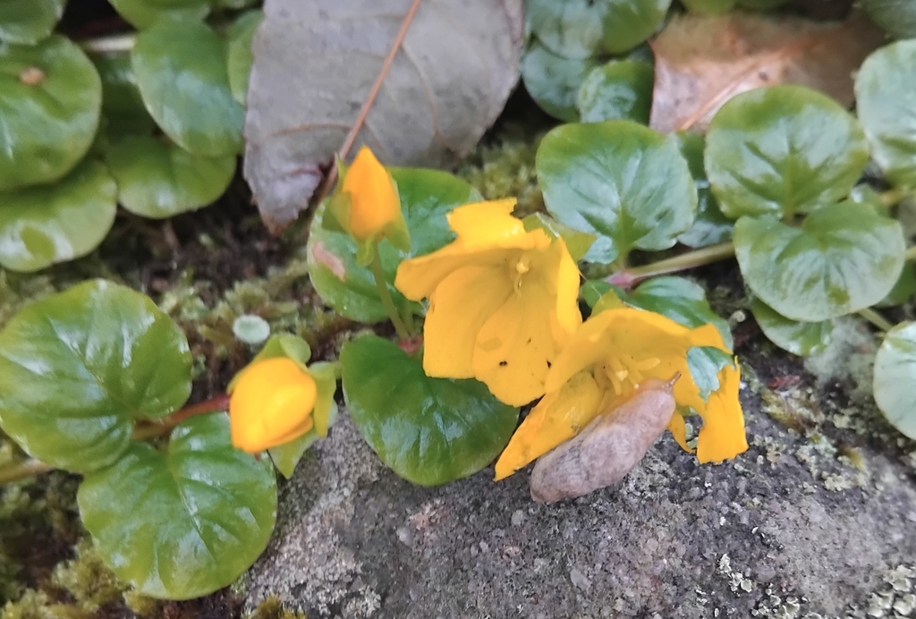 creeping Jenny from Dolphinholme, Lancaster LA2, UK on September 13 ...