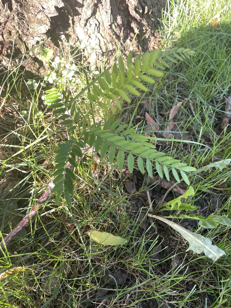 honey locust from Goshen, Indiana, EE. UU. on September 13, 2024 at 08: ...