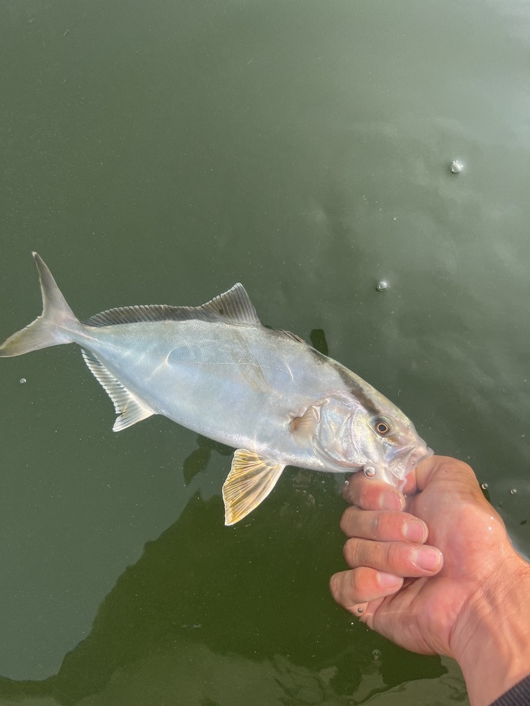 Banded Rudderfish from Jones Bay, Point Lookout, NY, US on September 12 ...