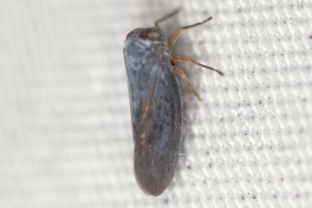 Cedusa from South Baton Rouge, Baton Rouge, LA, USA on September 12 ...