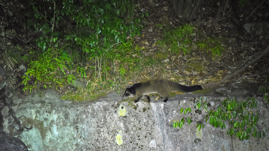 Masked Palm Civet from Tang Jia He Guo Jia Ji Zi Ran Bao Hu Qu, China ...