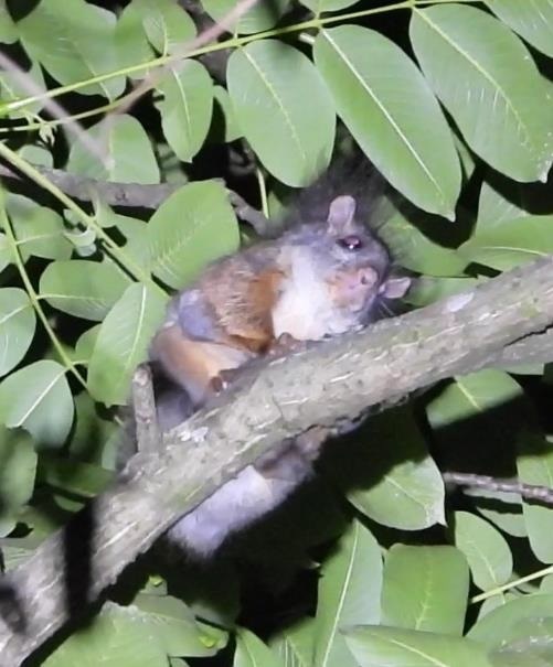 Complex-toothed Flying Squirrel in May 2024 by Royle Safaris ...