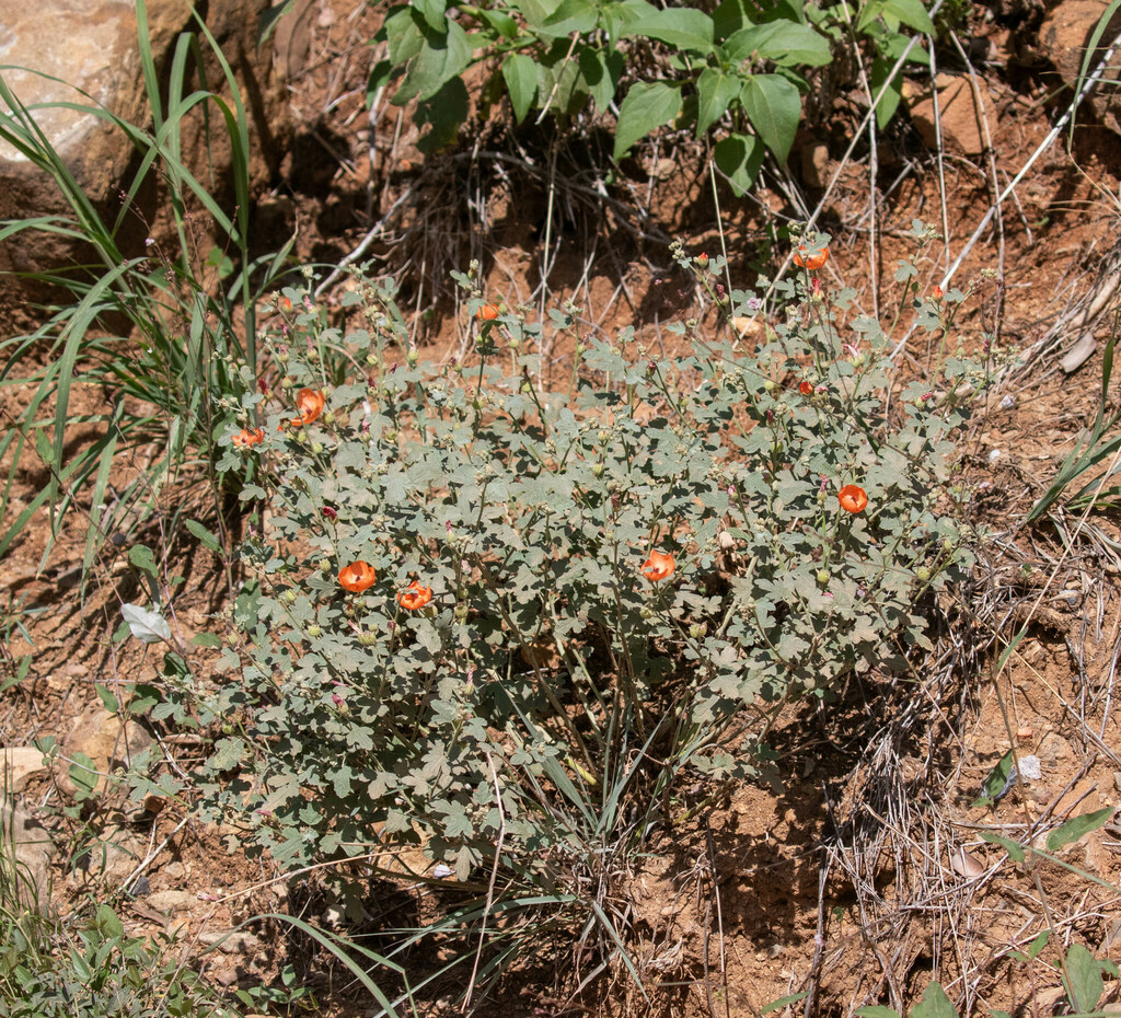 caliche globemallow from Cochise County, AZ, USA on September 3, 2024 ...