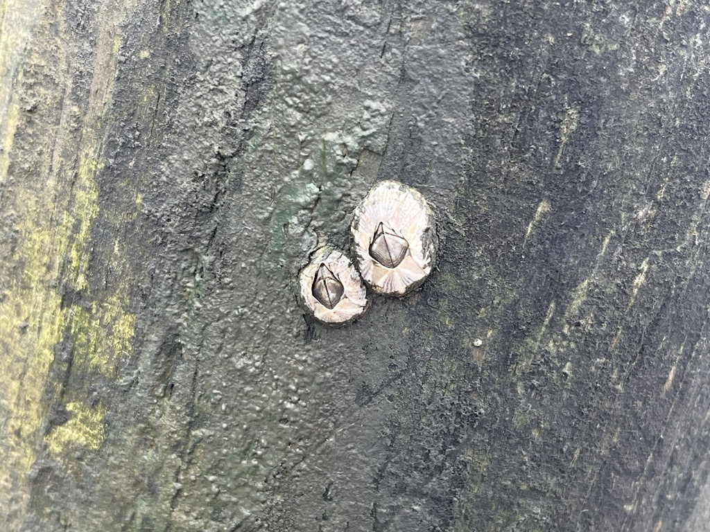 Barnacles from Ocean Isle Beach, Ocean Isle Beach, NC, US on September ...