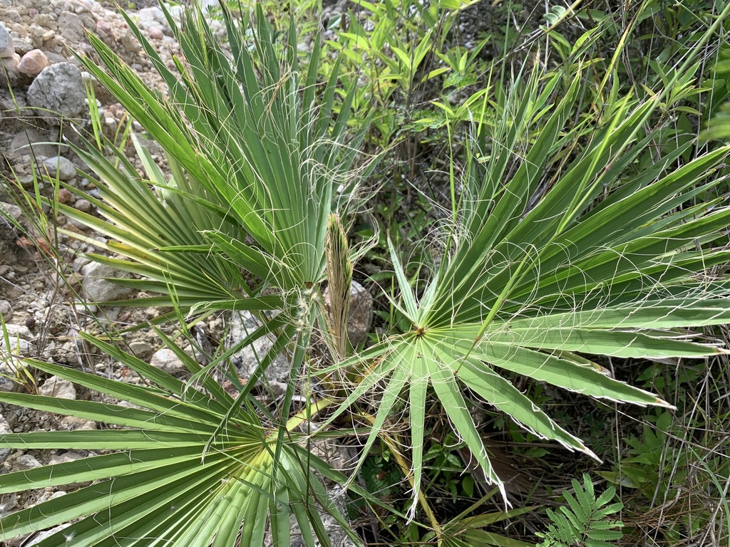 Washingtonia × filibusta in September 2024 by Octavio Rivera Hernández ...