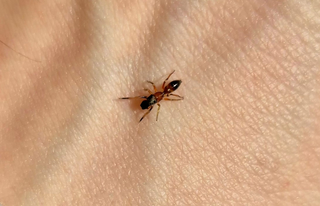 Myrmarachne formicaria in September 2024 by ecologyhodl · iNaturalist