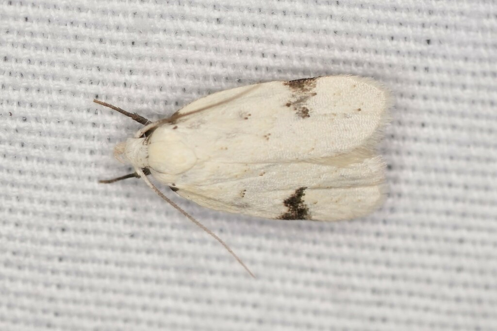 Black-marked Inga Moth from South Baton Rouge, Baton Rouge, LA, USA on ...