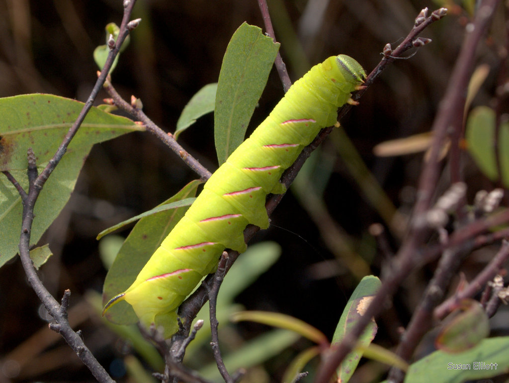 Northern Apple Sphinx (Caterpillars of Ontario) · iNaturalist