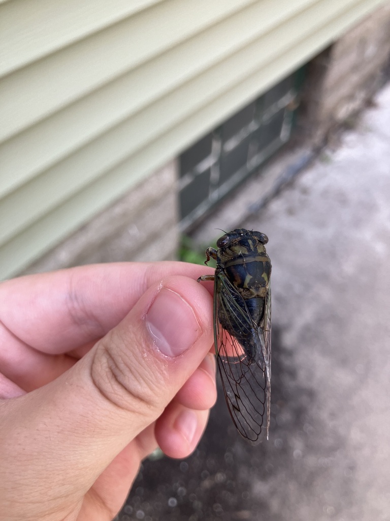 Northern Dog-day Cicada from W 37th St, Minneapolis, MN, US on ...