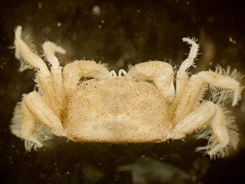 Genus Mariaplax · iNaturalist