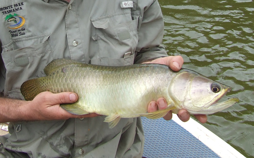 Northern Saratoga from Injinoo QLD 4876, Australia on January 7, 2005 ...