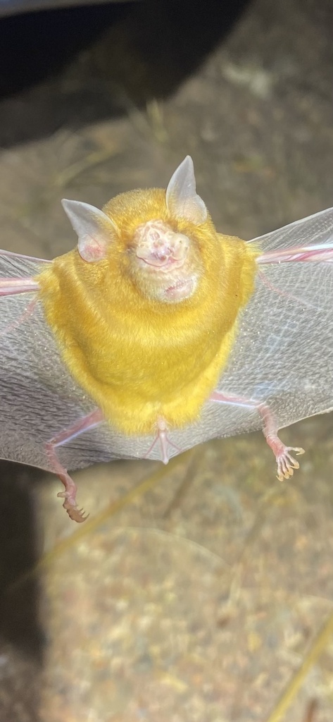 Orange Leaf-nosed Bat from Pastoral Rd, Robin Falls, NT, AU on ...