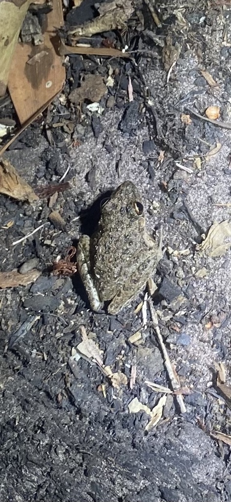 Bumpy Rocket Frog from Dorat Rd, Robin Falls, NT, AU on September 13 ...