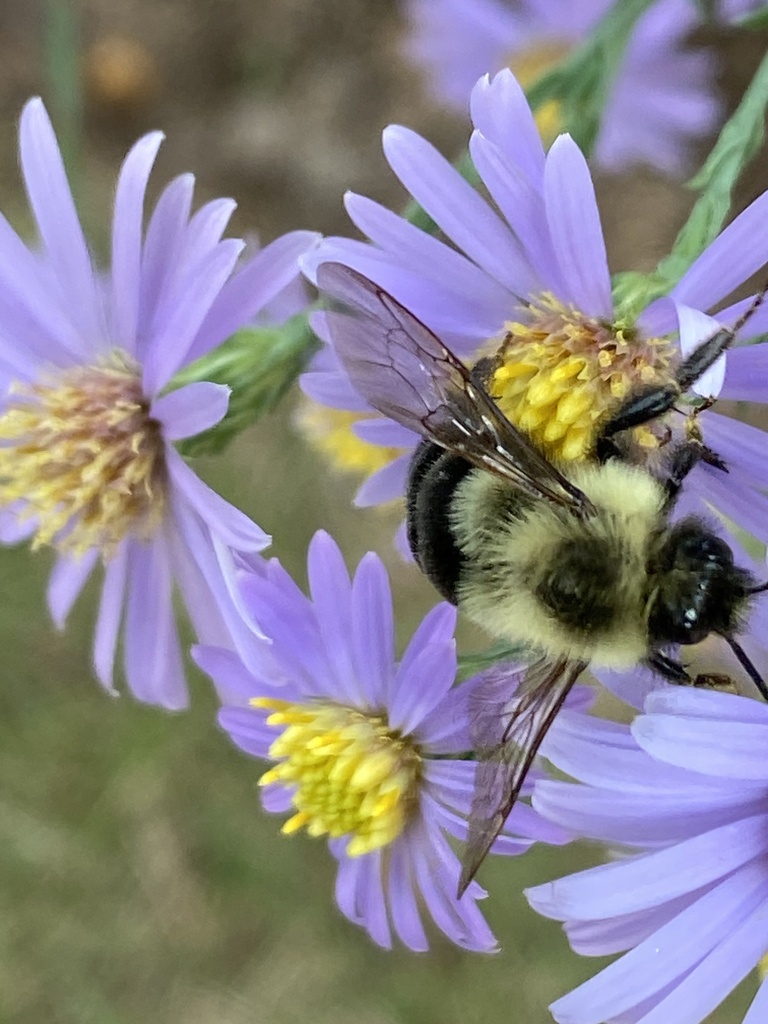 Common Eastern Bumble Bee from Oklahoma Rd, Sykesville, MD, US on ...
