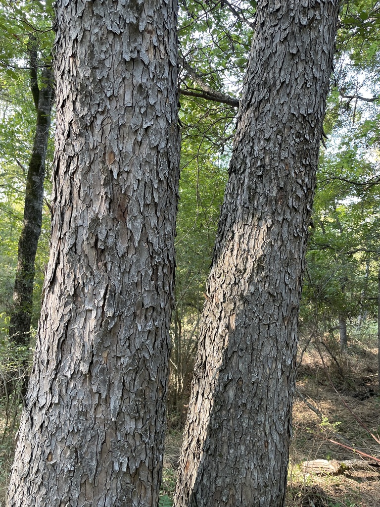 Cedar Elm from Owl Creek Rd, Belton, TX, US on September 13, 2024 at 09 ...