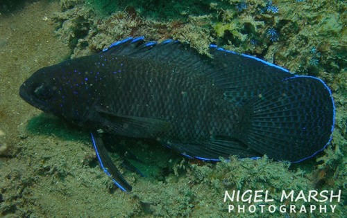 Northern Blue Devil (Paraplesiops poweri) · iNaturalist